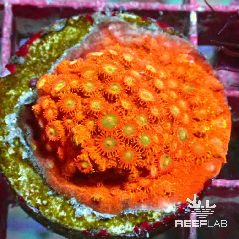 Cyphastrea spp | ReefLab
