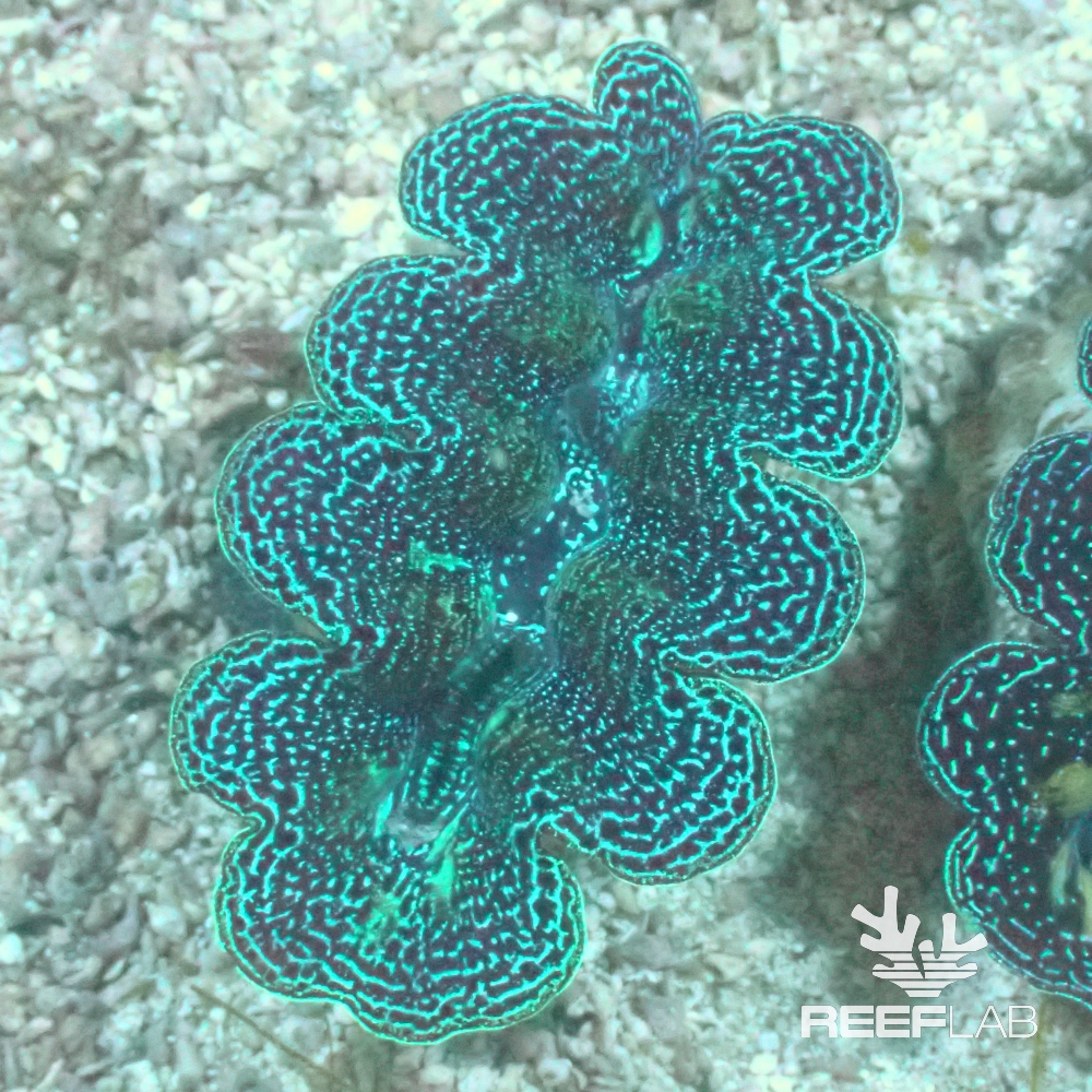 Tridacna Crocea | ReefLab