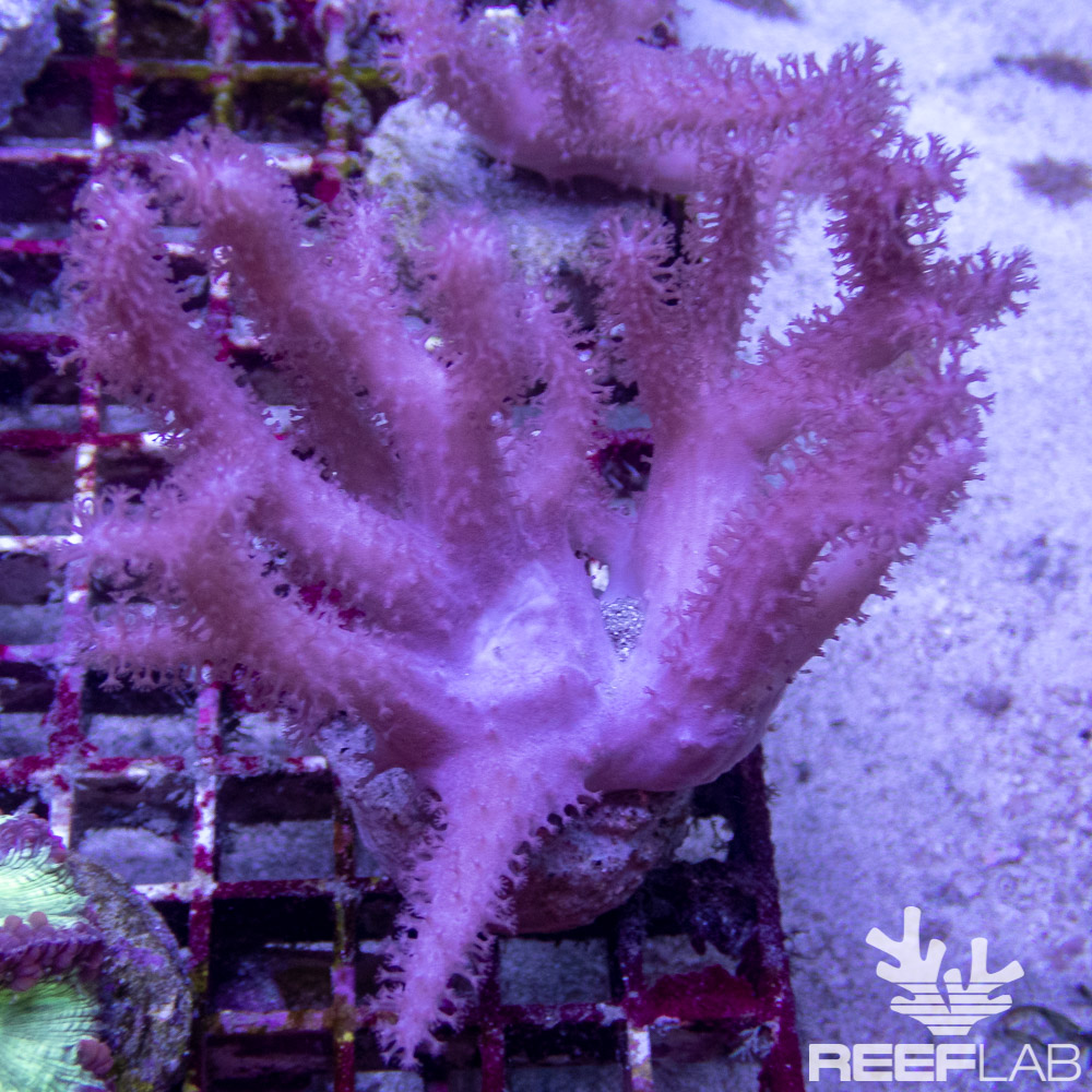 Sinularia spp | ReefLab