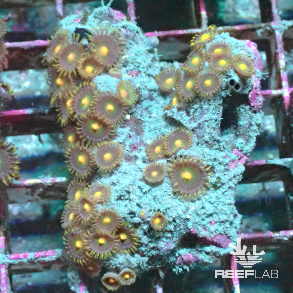 Zoanthus spp | ReefLab