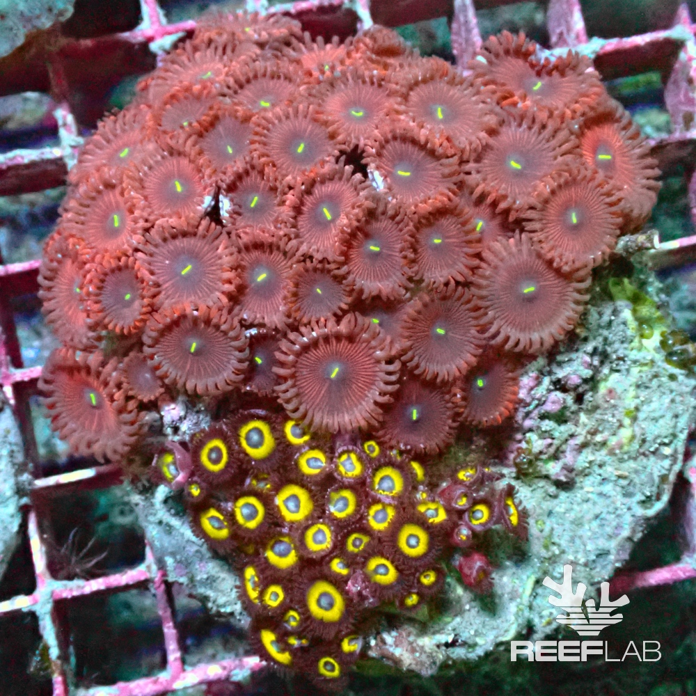 Zoanthus spp | ReefLab