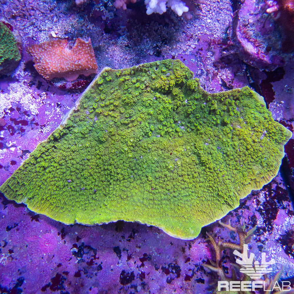 Montipora foliosa XL | ReefLab