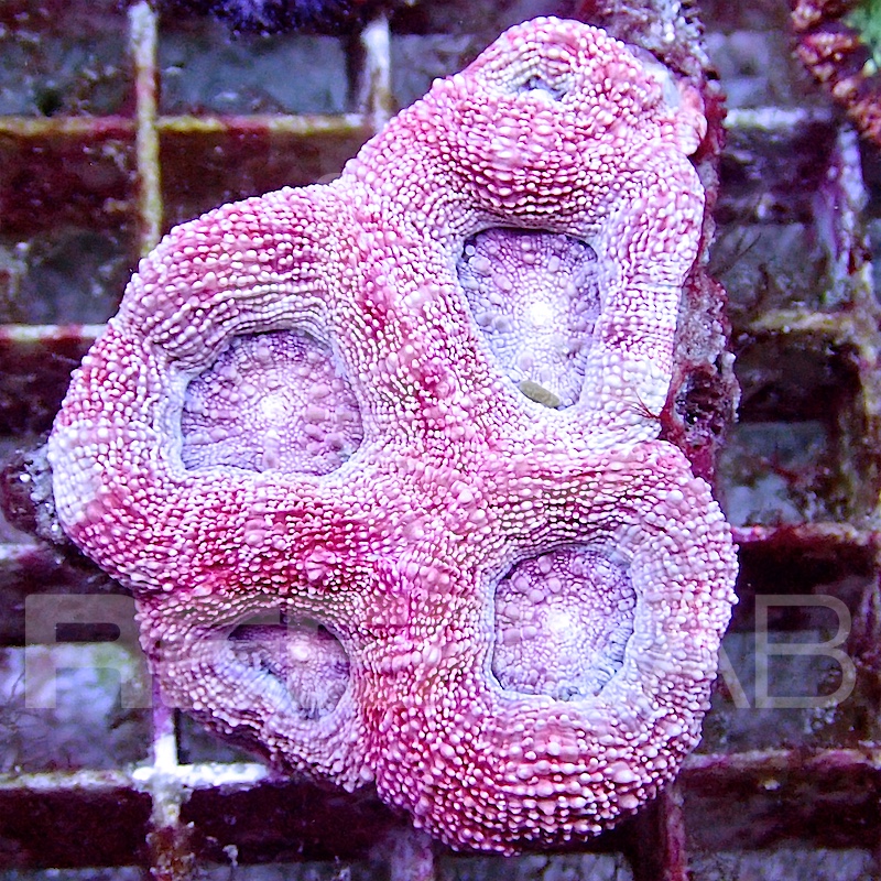 Acanthastrea bowerbanki | ReefLab