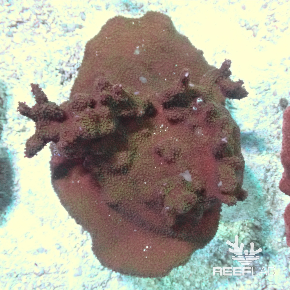 Montipora spp XL | ReefLab
