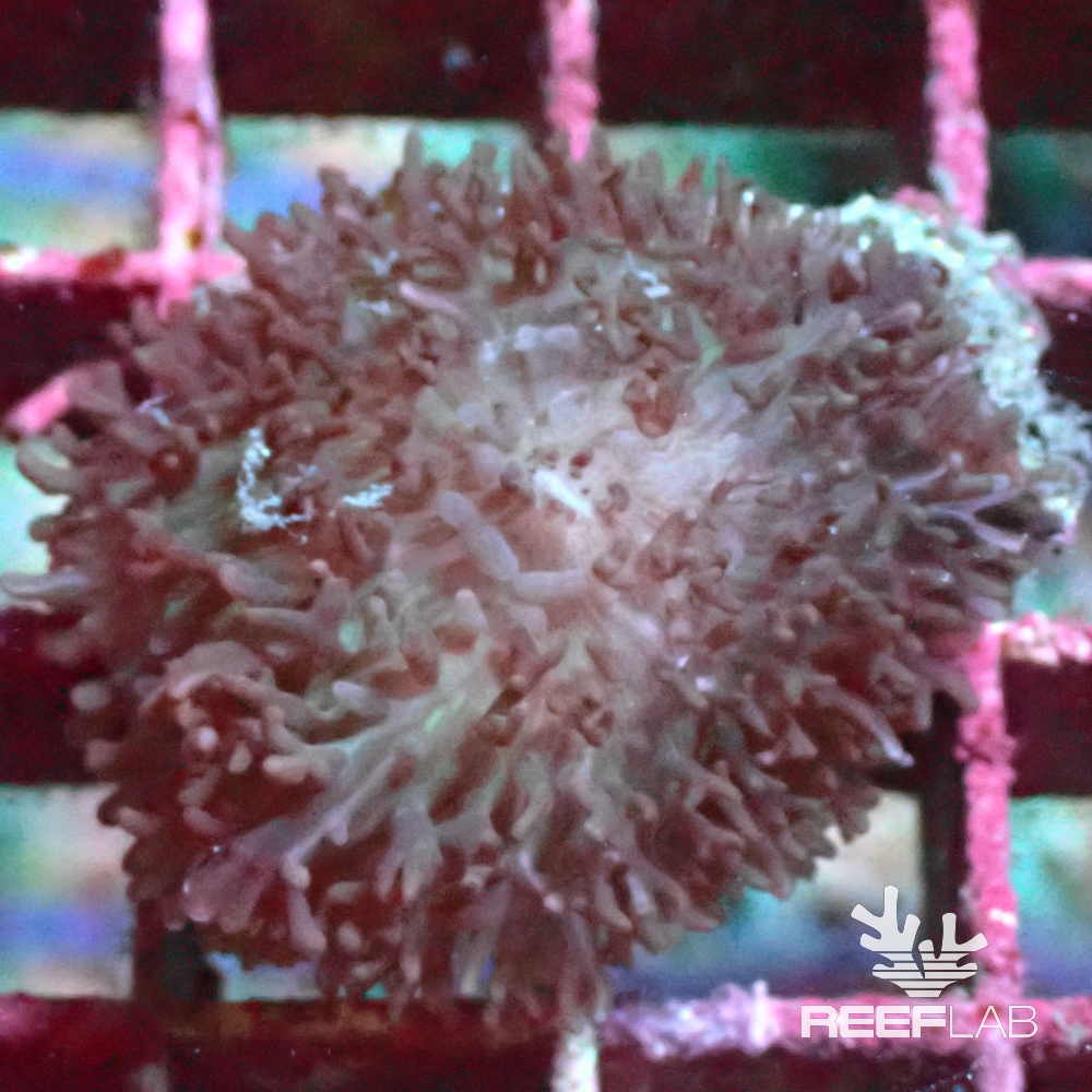 Rhodactis spp | ReefLab