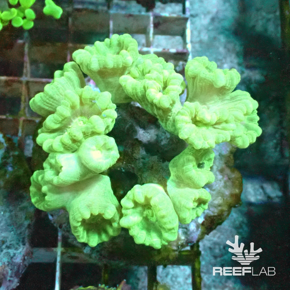 Caulastrea spp | ReefLab