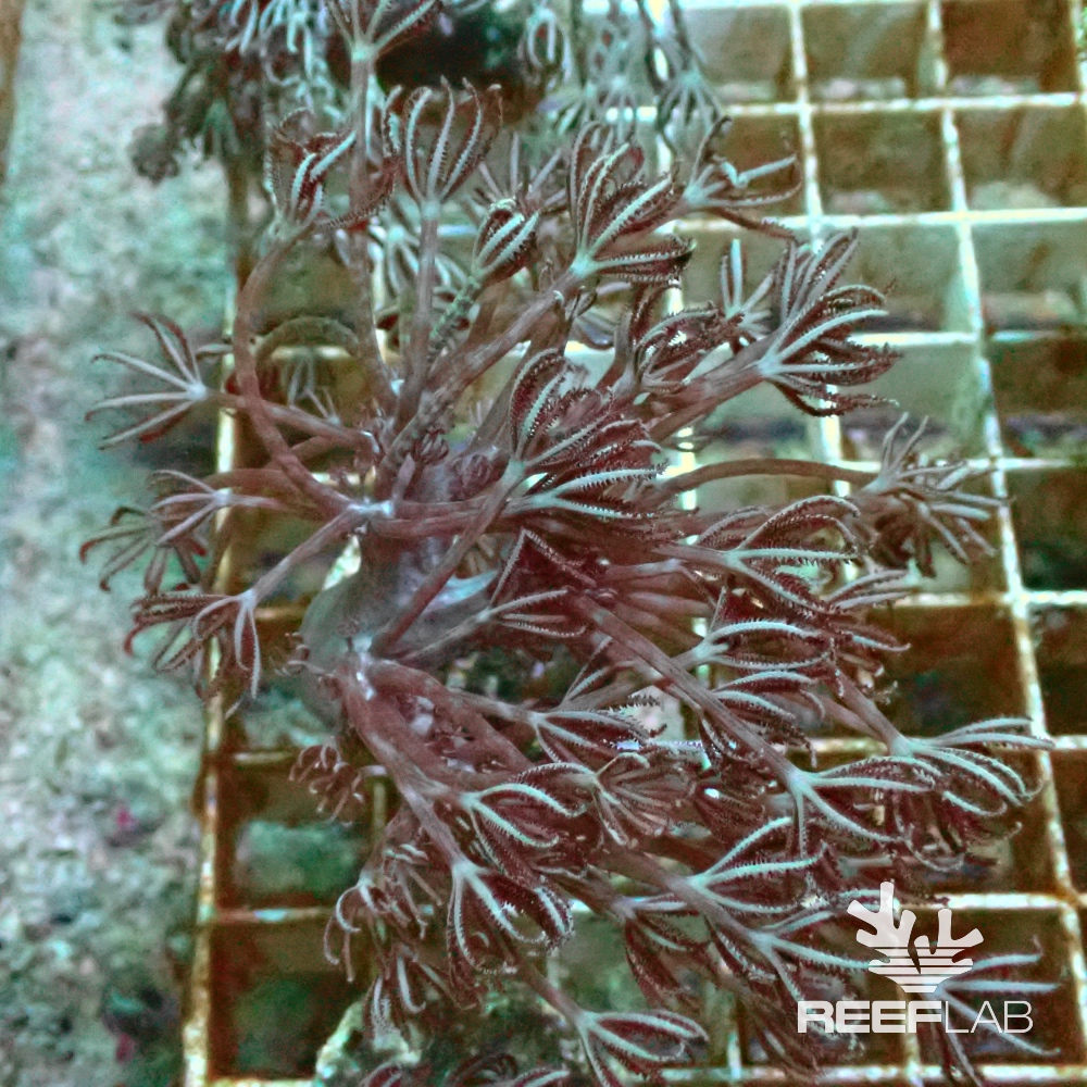 Xenia spp | ReefLab