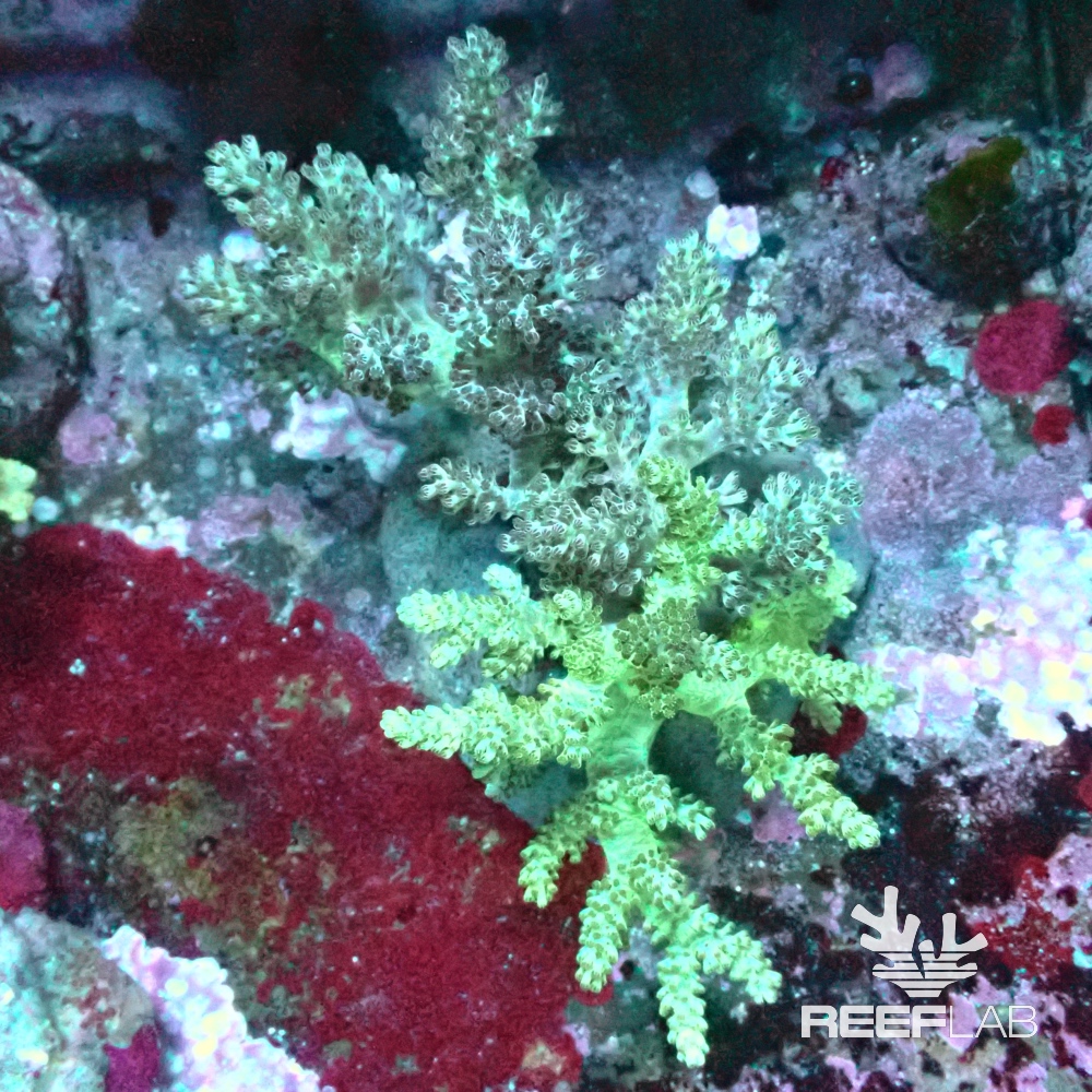 Capnella spp | ReefLab