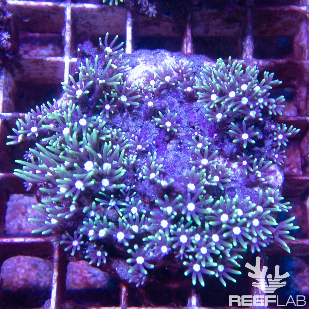 Briareum | ReefLab