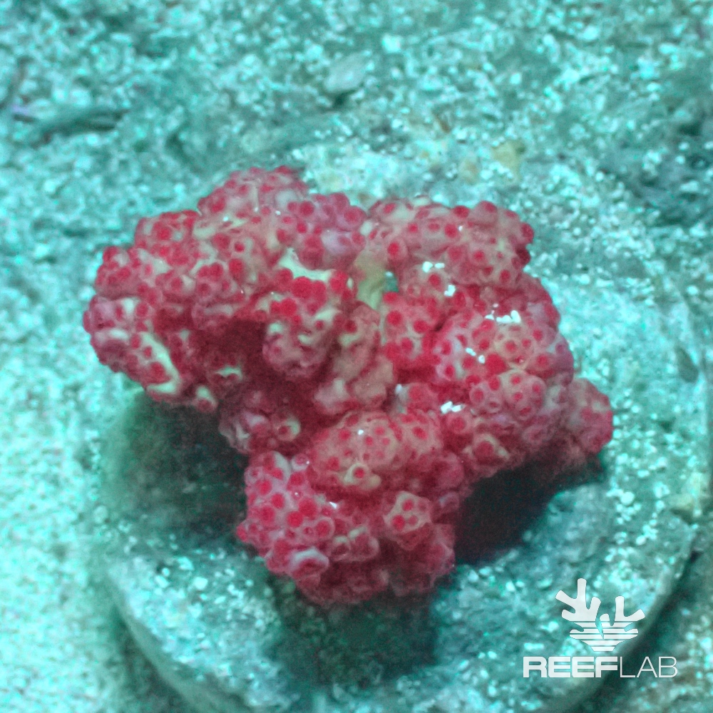 Scleronephthya spp | ReefLab