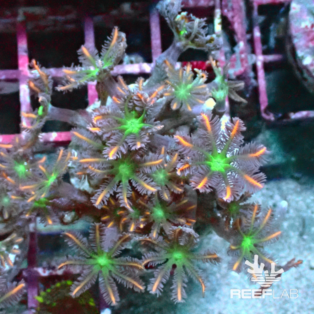 Clavularia spp "tricolor" | ReefLab