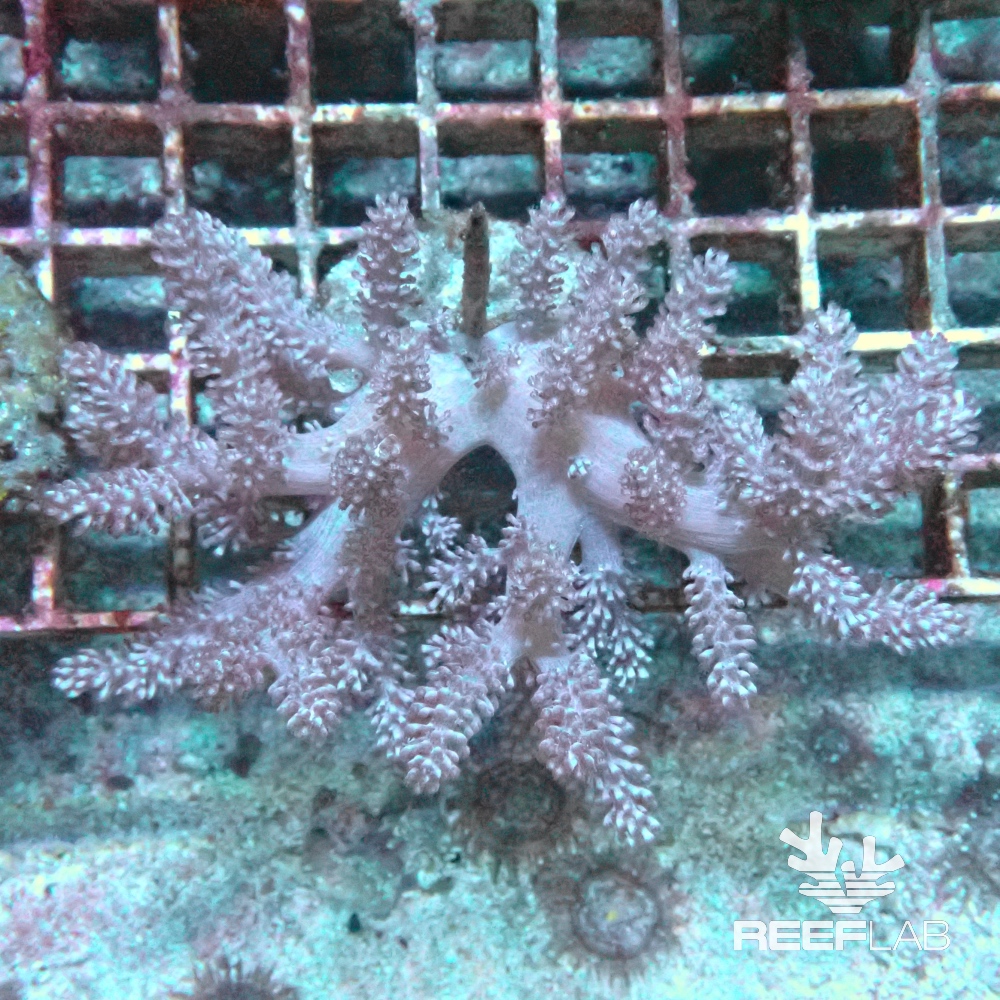 Litophyton arboreum | ReefLab