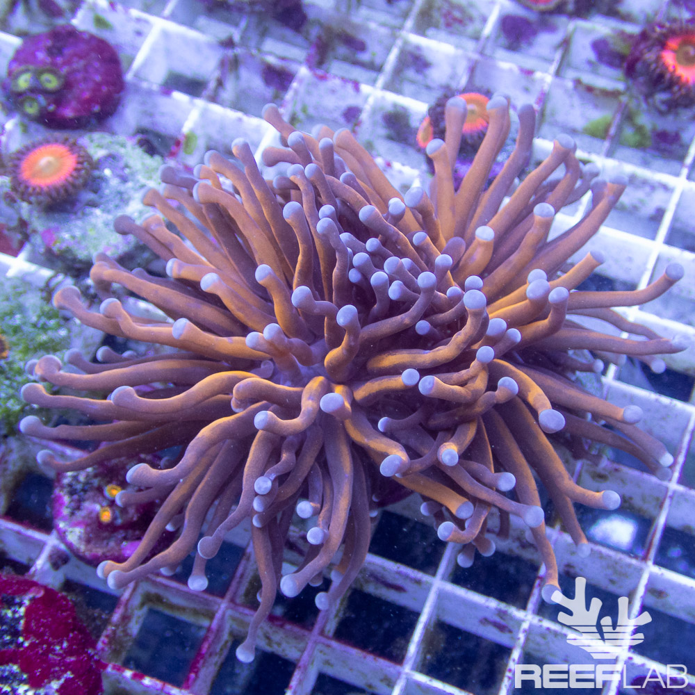 Vendita Coralli Online - ReefLab