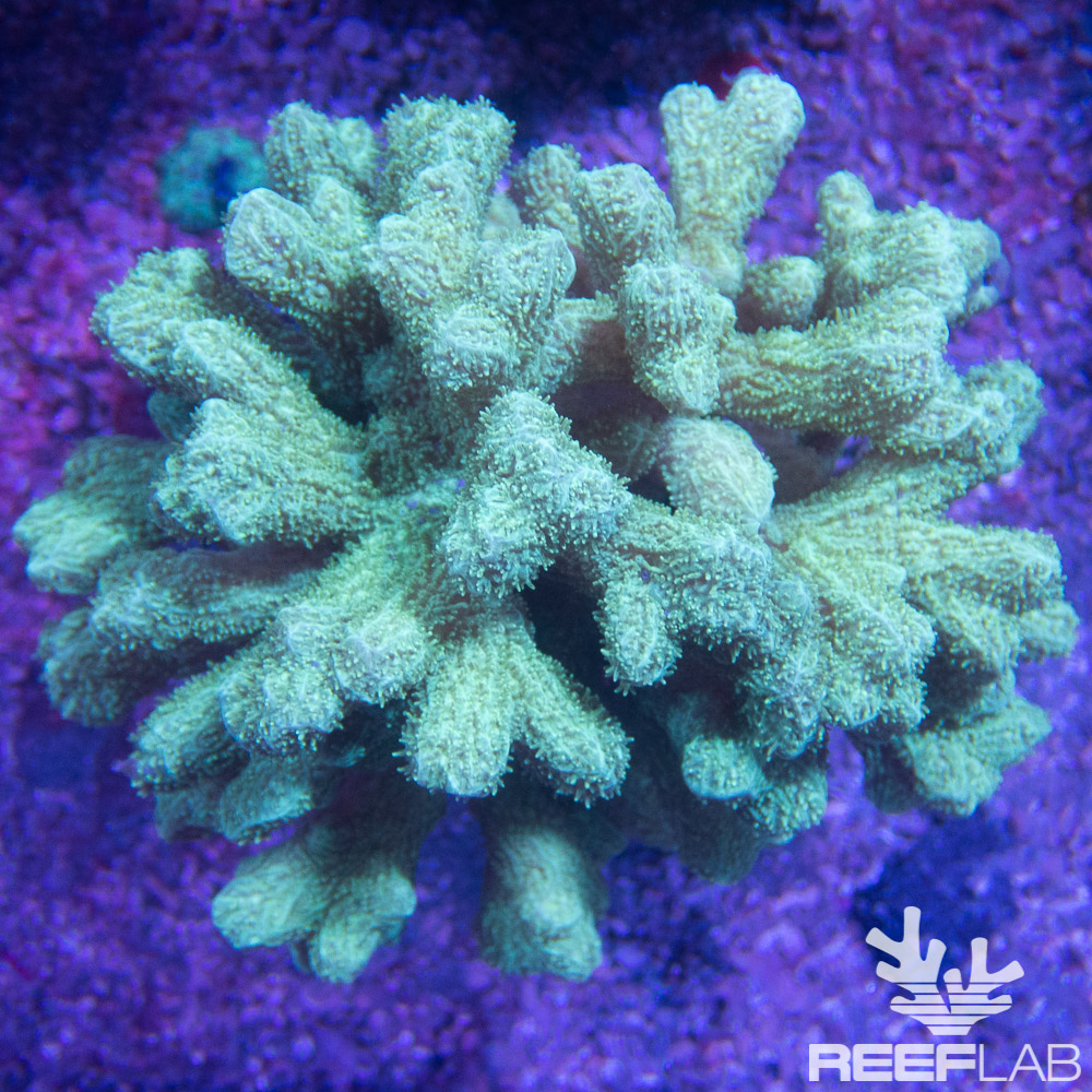 Hydnophora spp | ReefLab