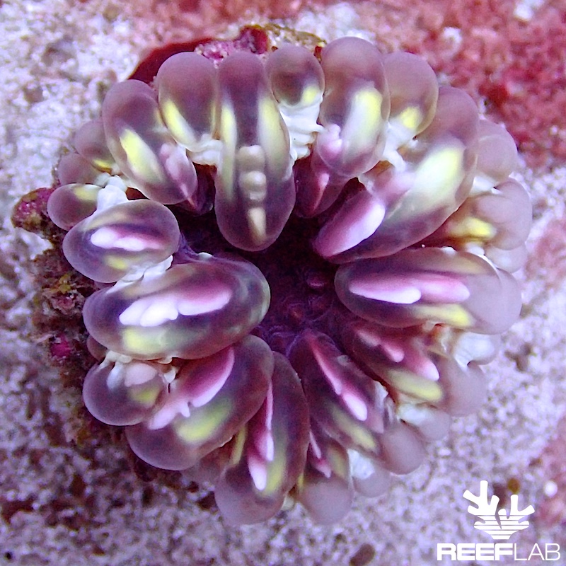 Cynarina lacrymalis | ReefLab