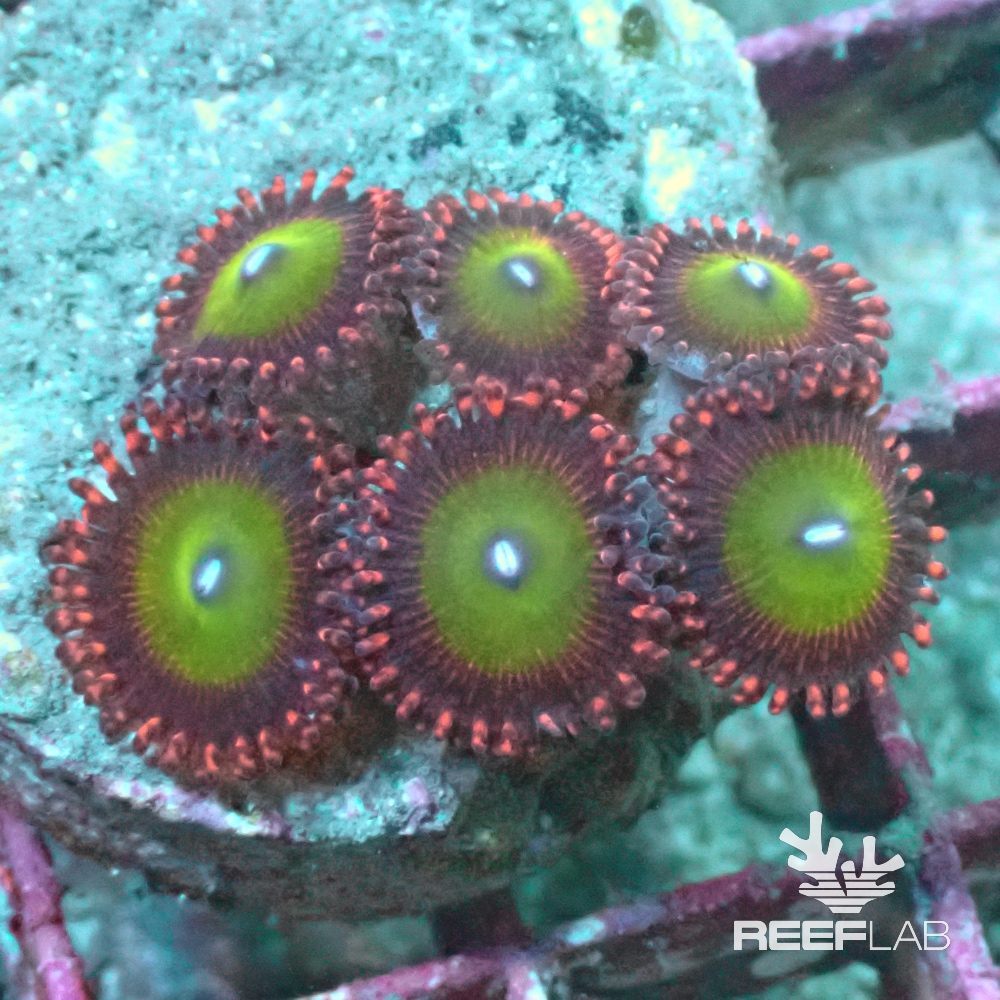 Zoanthus spp | ReefLab