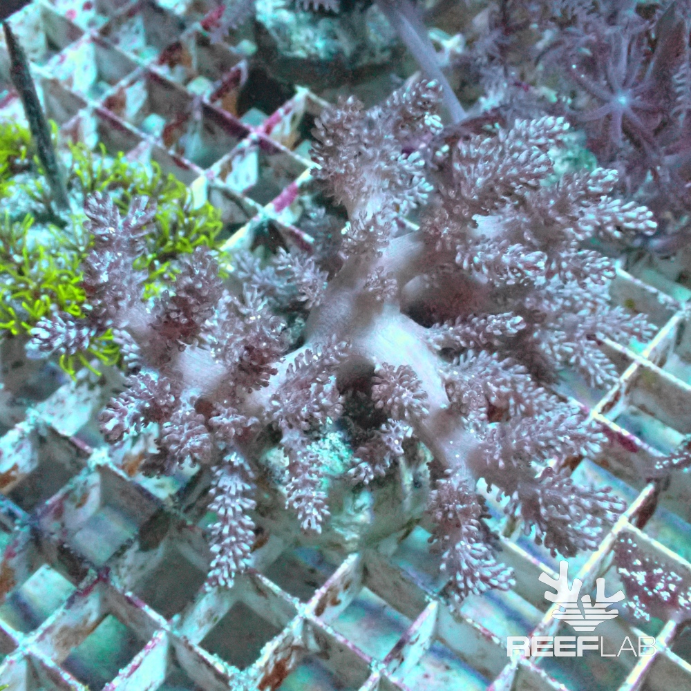 Litophyton arboreum | ReefLab