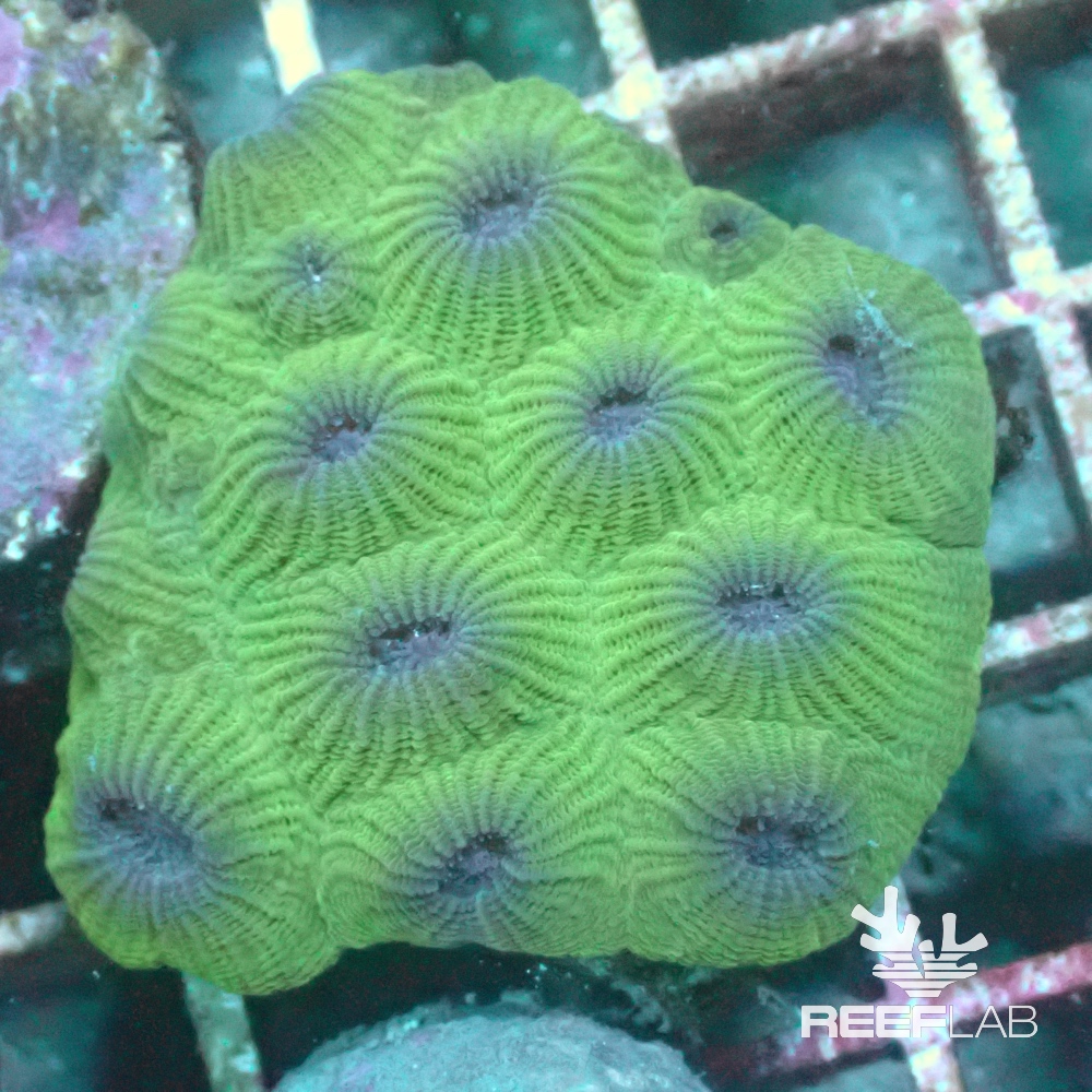 Favites spp | ReefLab