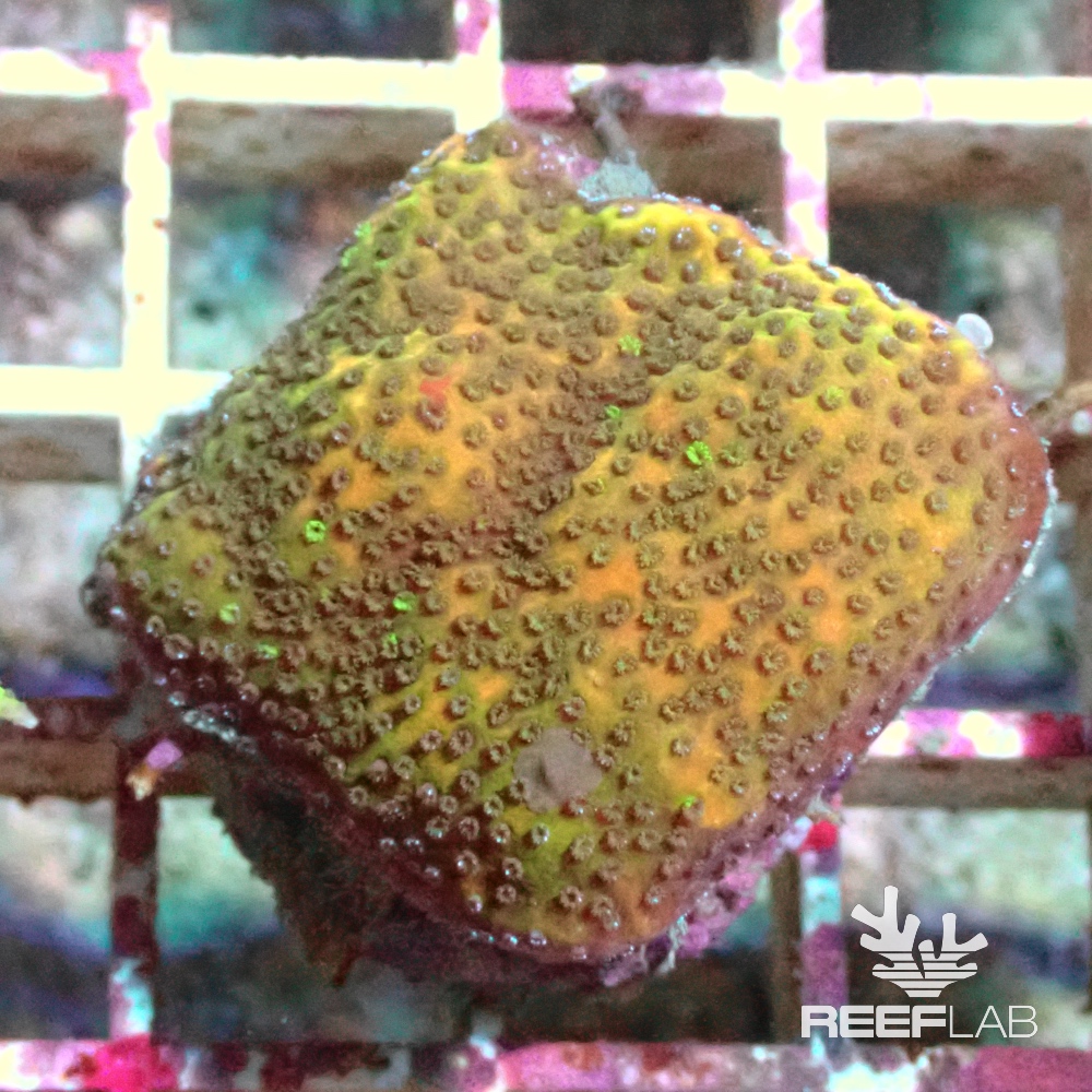 Montipora spp | ReefLab