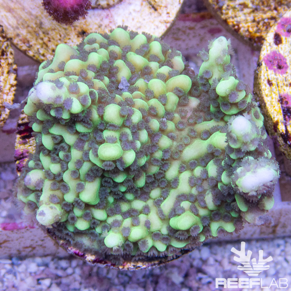 Montipora spp | ReefLab