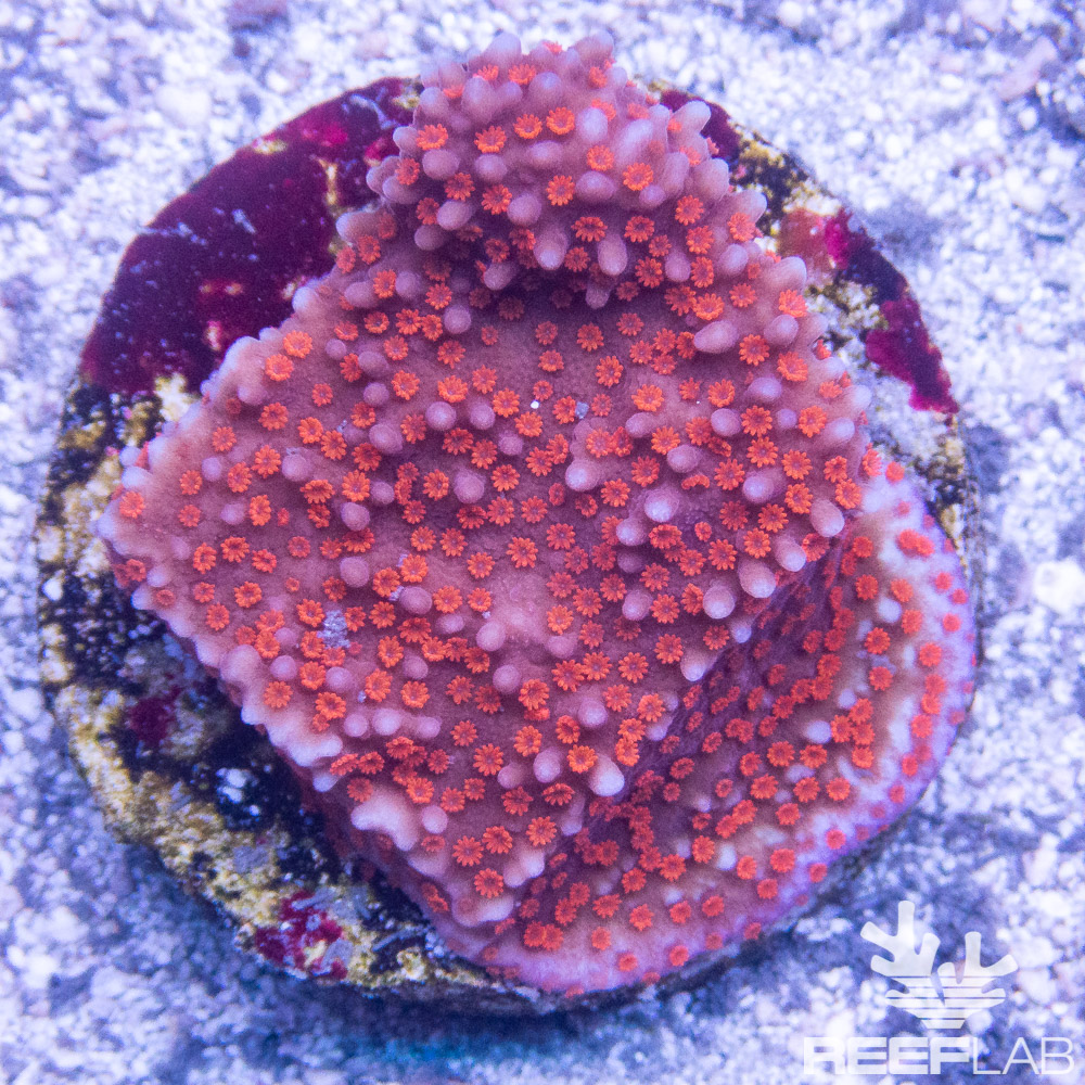 Montipora spp | ReefLab