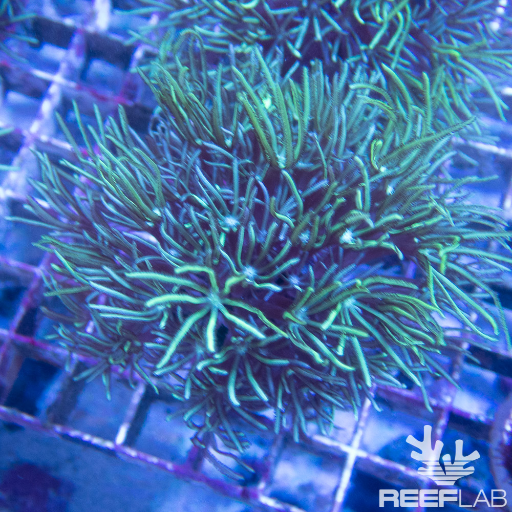 Tubipora musica | ReefLab