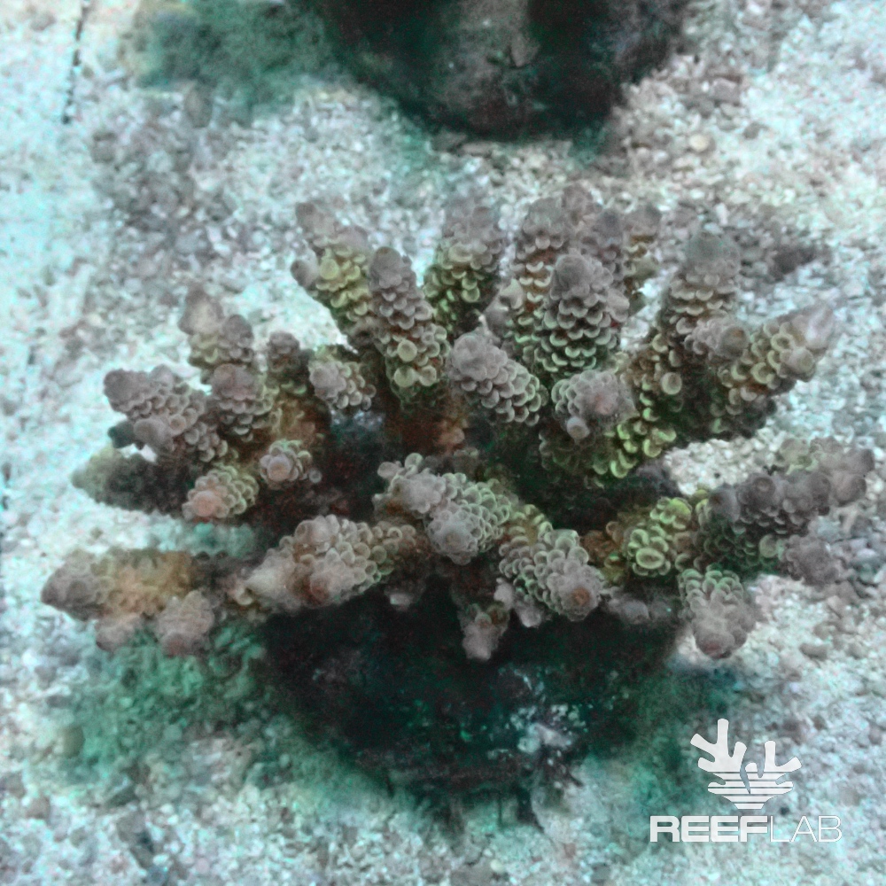 Acropora tenuis | ReefLab