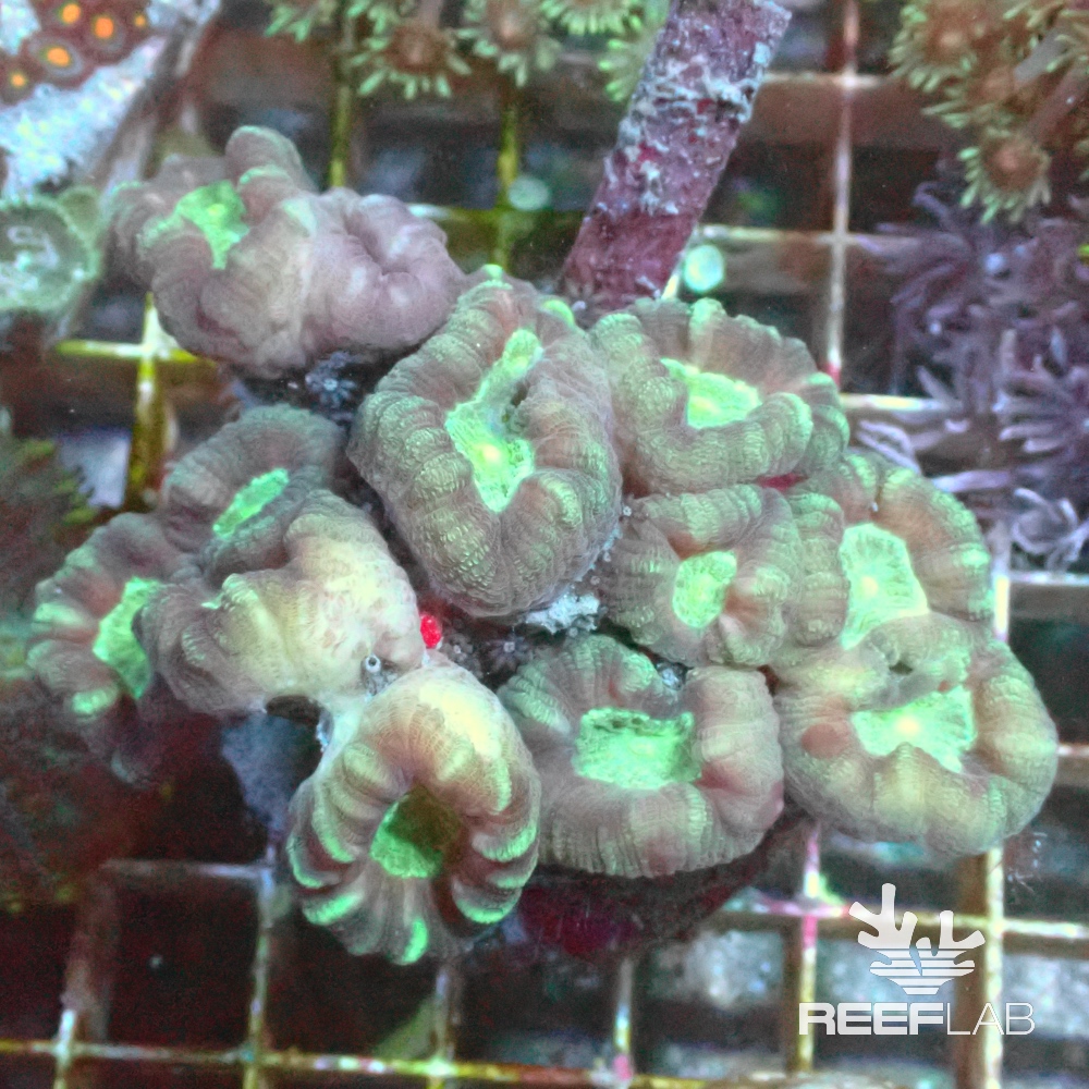 Caulastrea spp | ReefLab