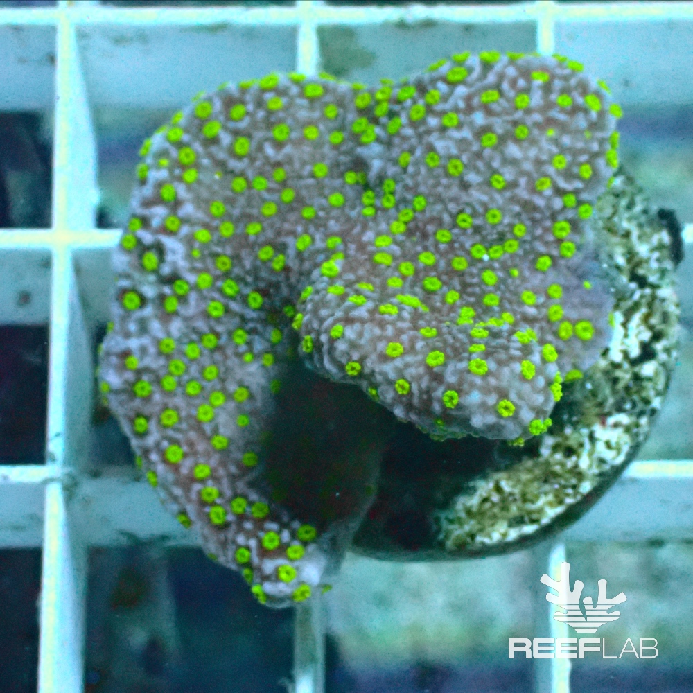 Montipora malampaya | ReefLab