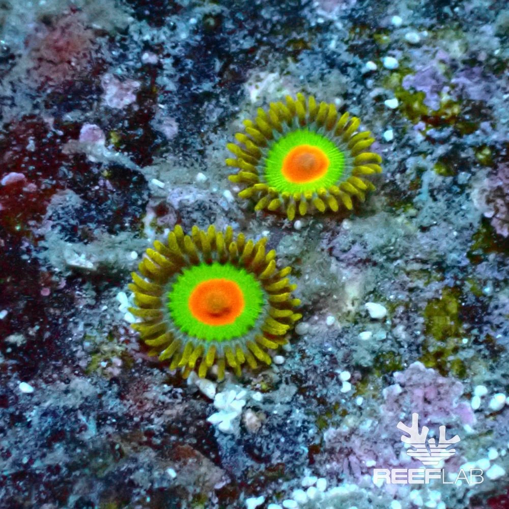 Zoanthus "Rasta" | ReefLab