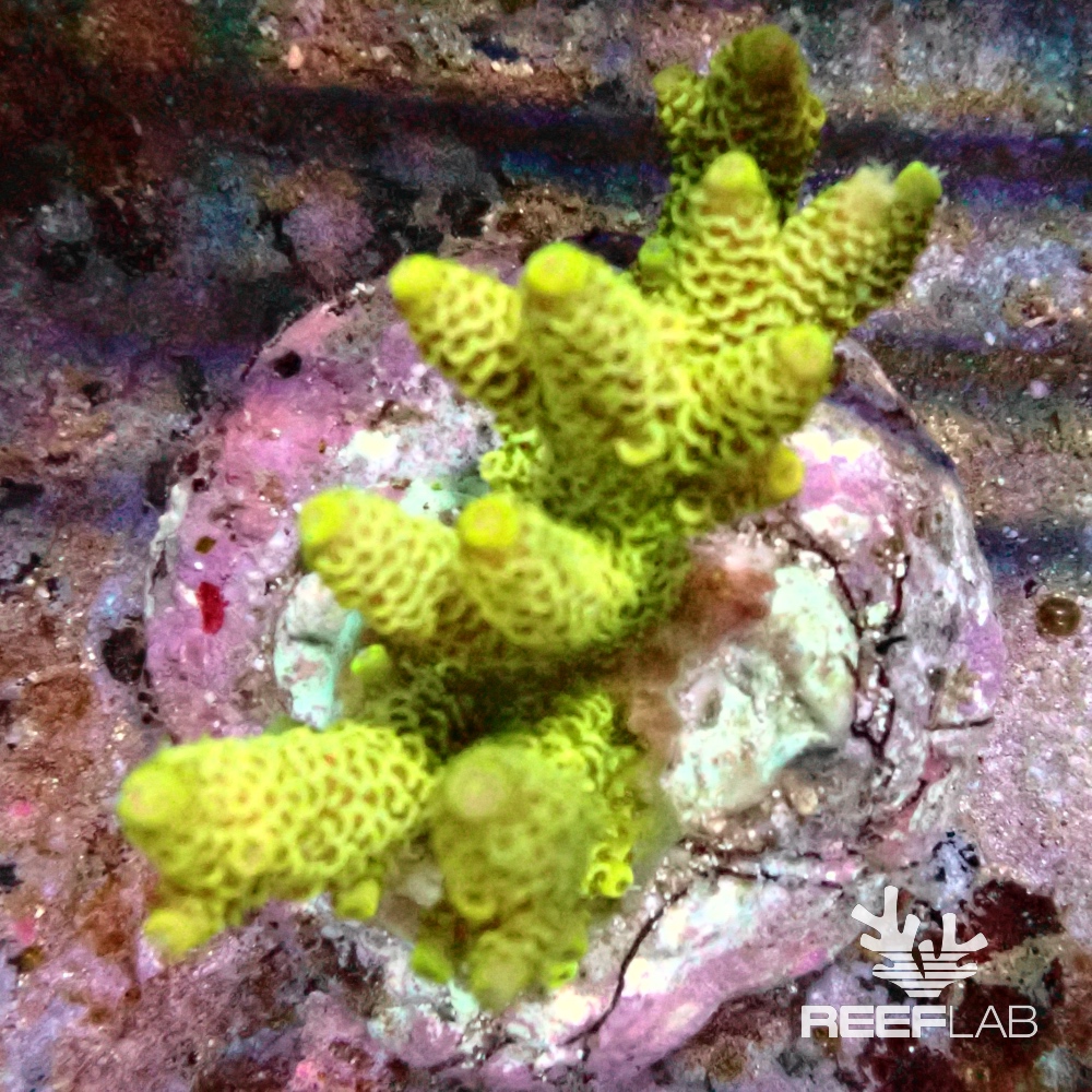 Acropora millepora | ReefLab