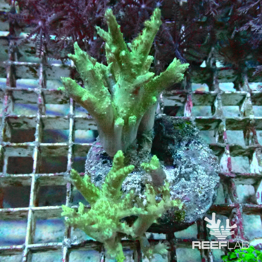 Sinularia spp | ReefLab