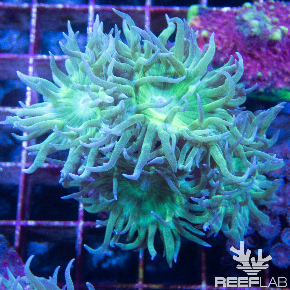 Duncanopsammia axifuga | ReefLab
