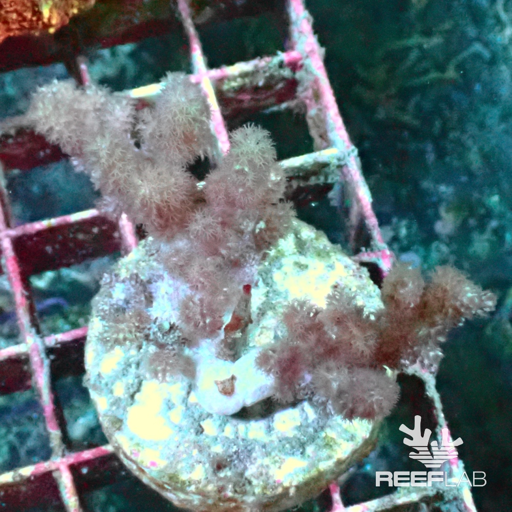 Cladiella spp | ReefLab