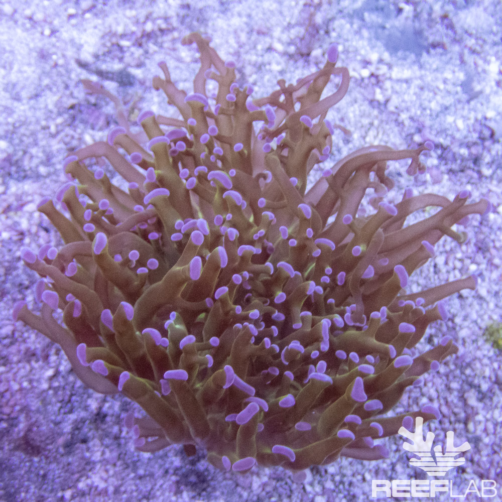 Euphyllia divisa | ReefLab