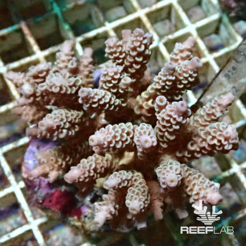 Acropora tenuis | ReefLab