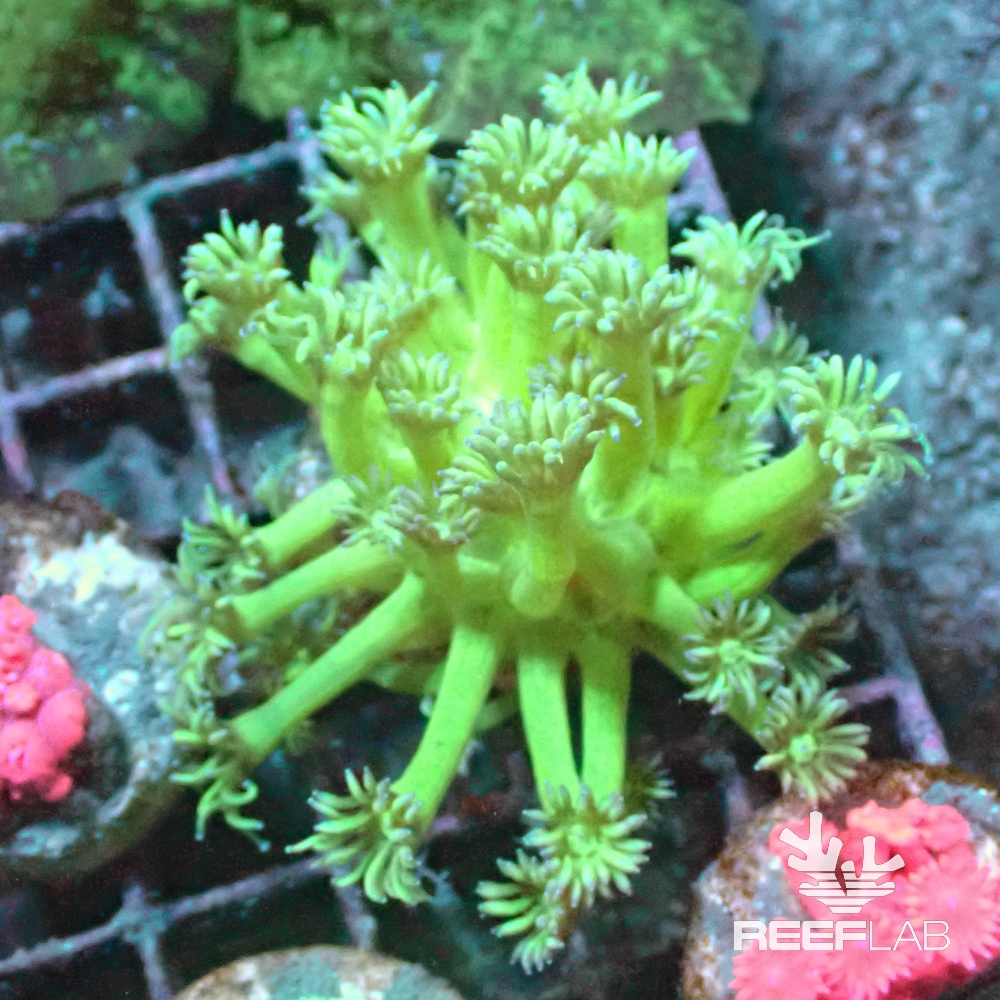 Goniopora spp | ReefLab