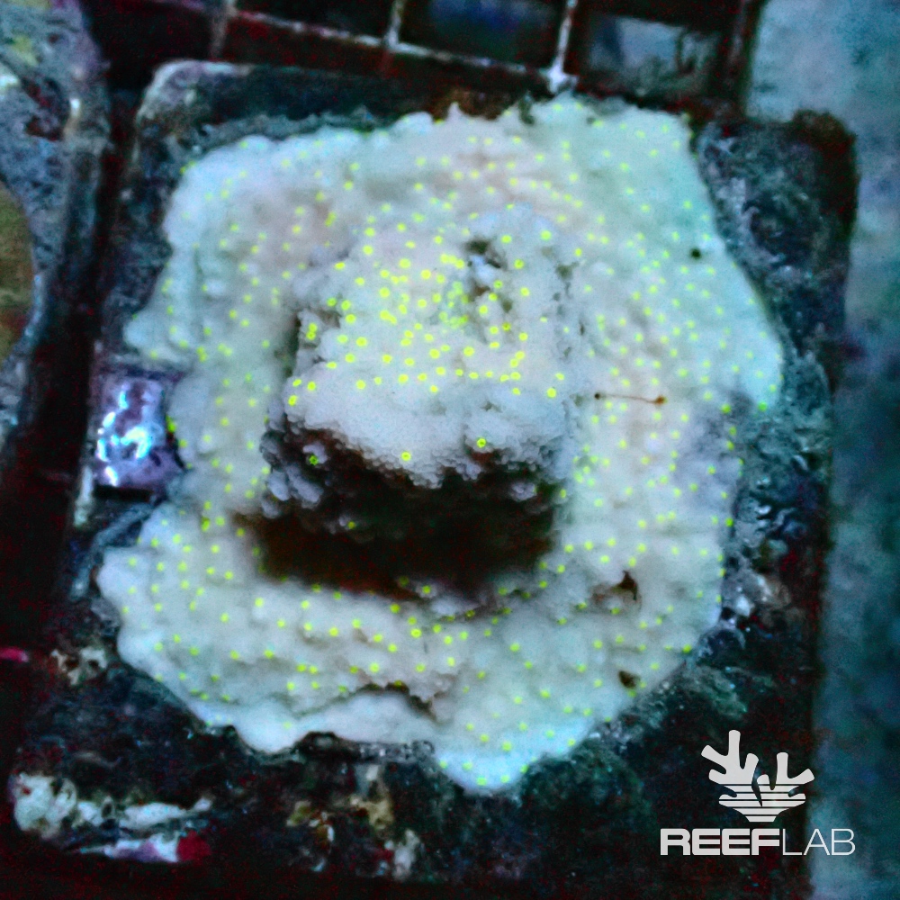Montipora australiensis | ReefLab