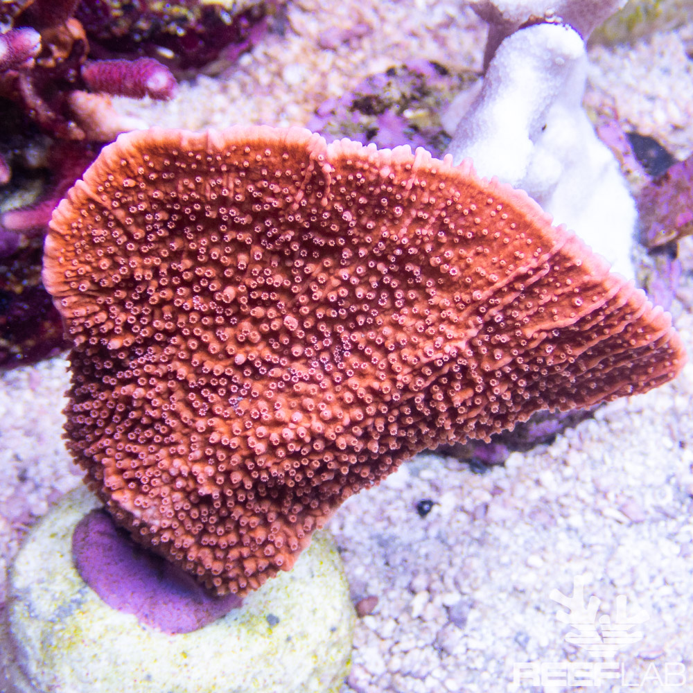Montipora foliosa | ReefLab