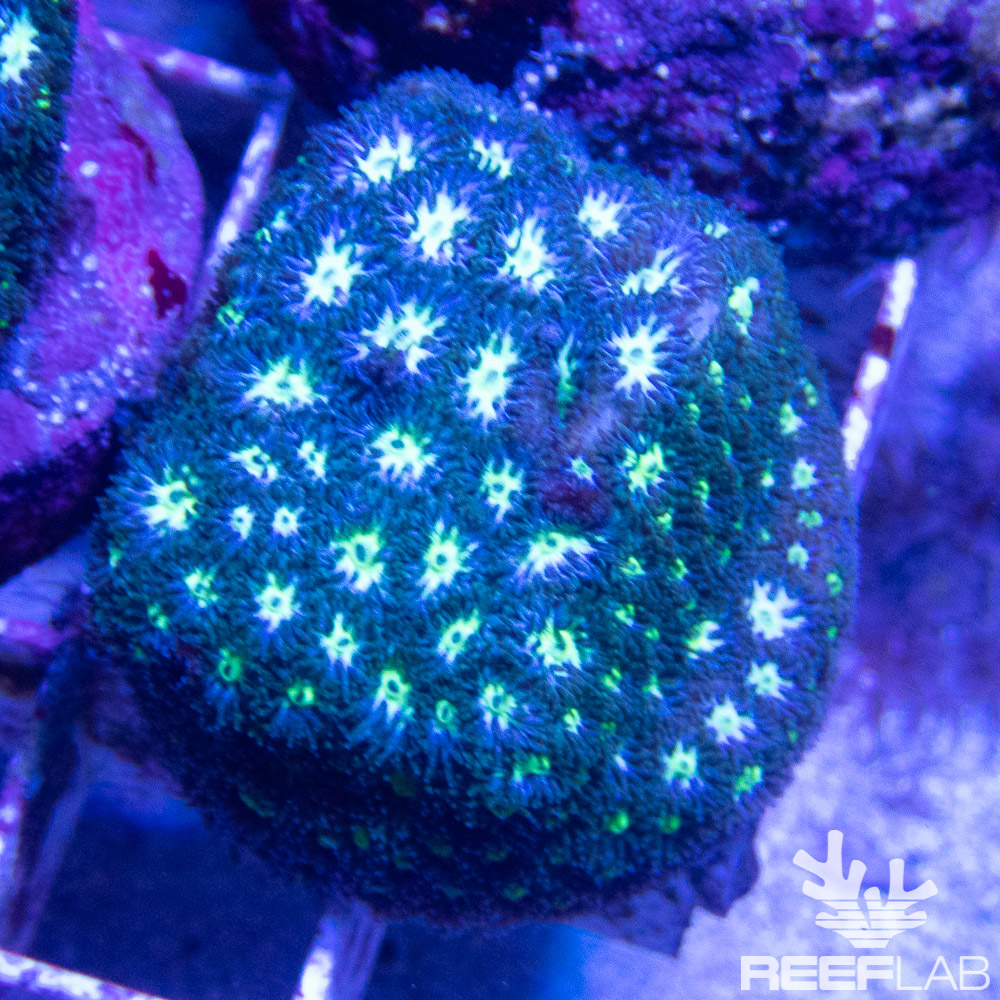 Leptastrea spp | ReefLab