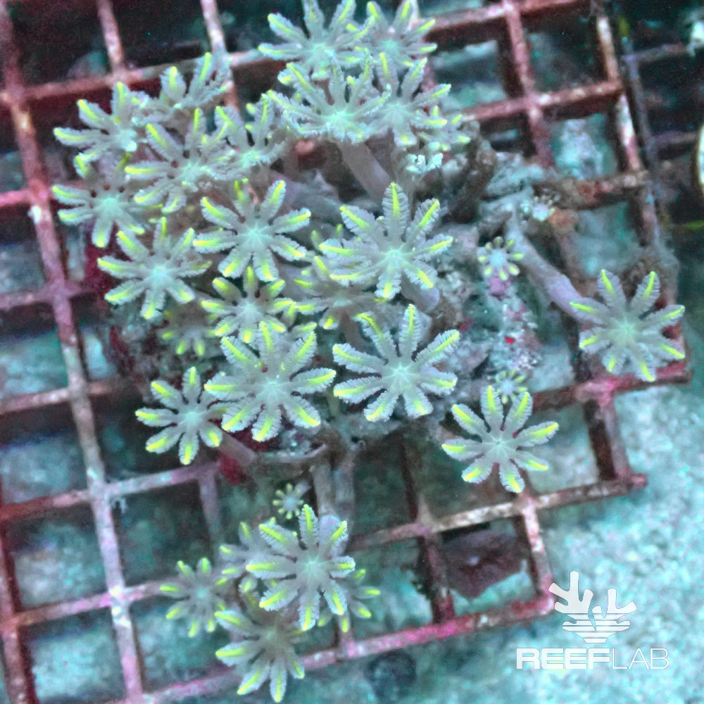 Clavularia spp | ReefLab