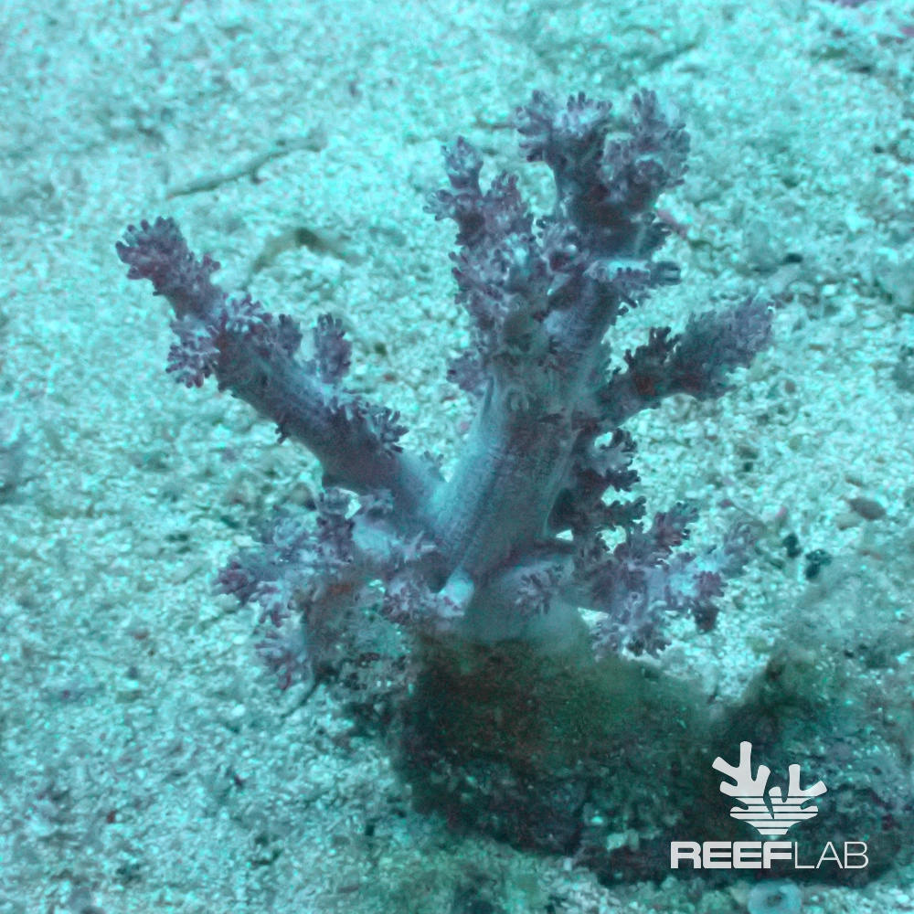 Litophyton arboreum | ReefLab