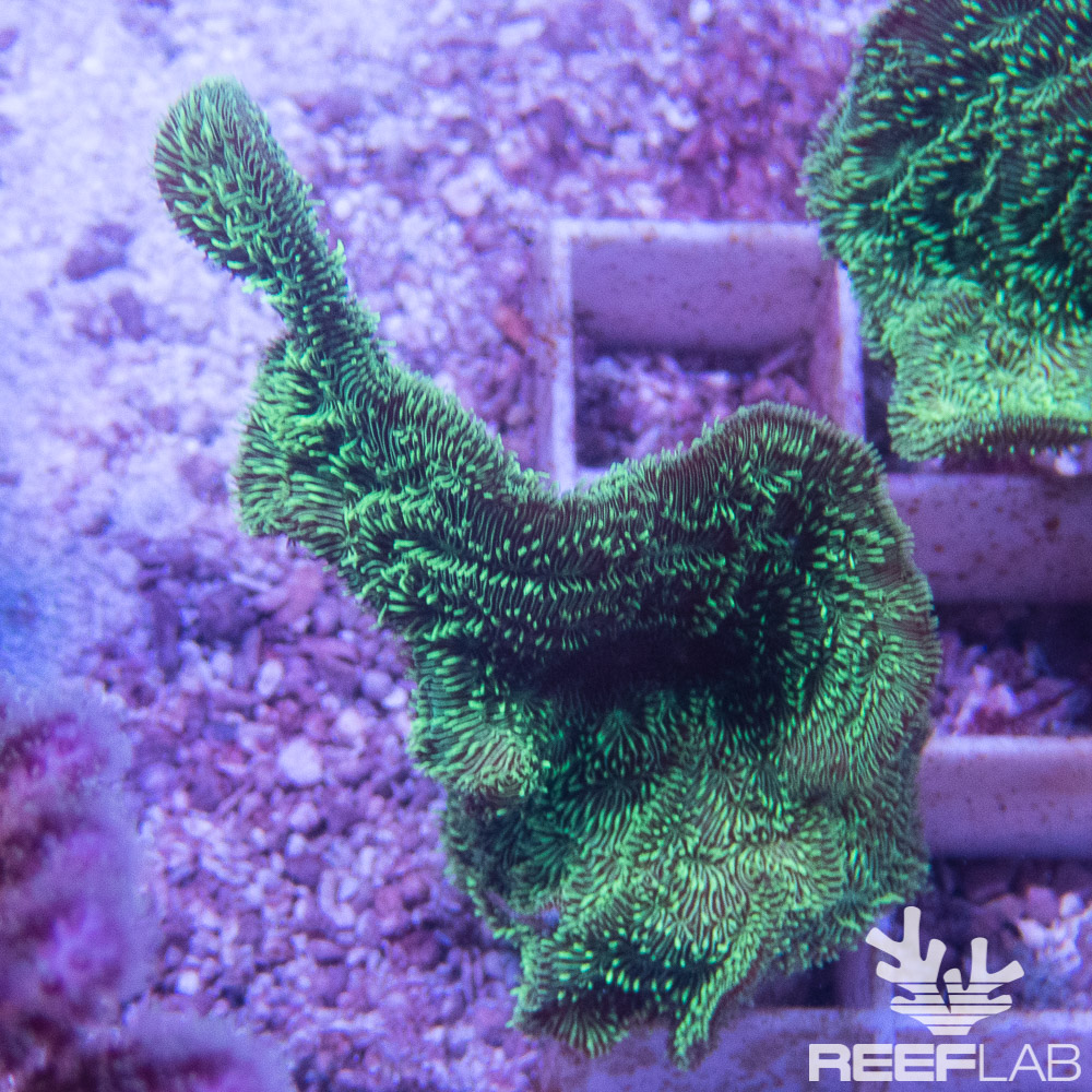 Pavona spp | ReefLab