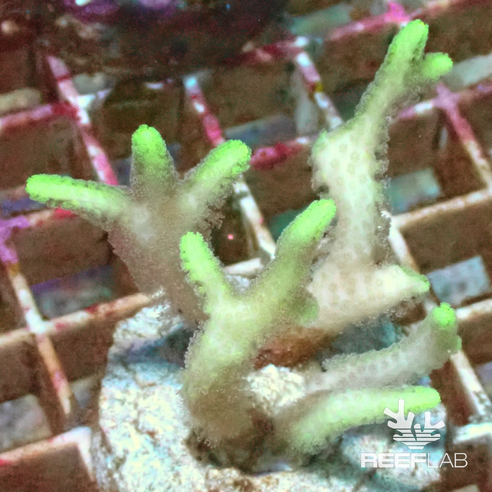 Seriatopora caliendrum | ReefLab