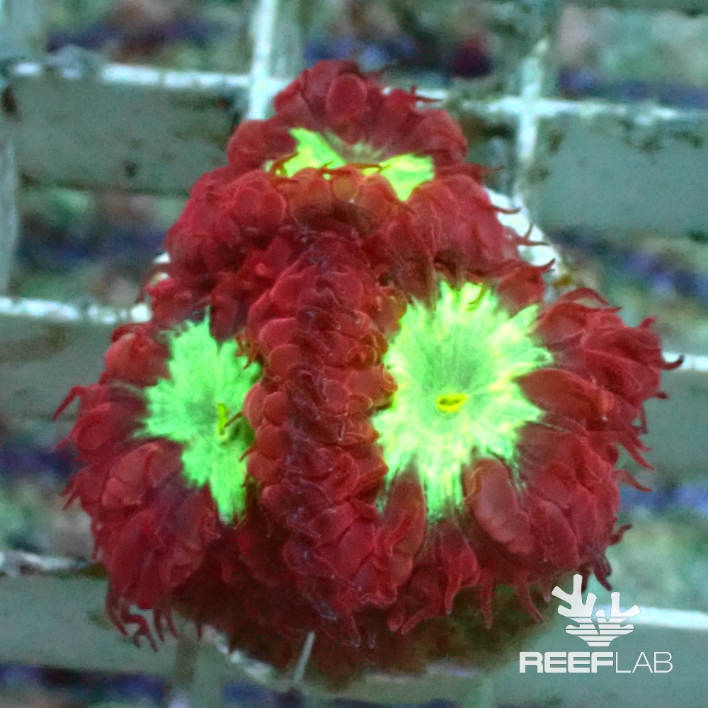 Blastomussa wellsi | ReefLab
