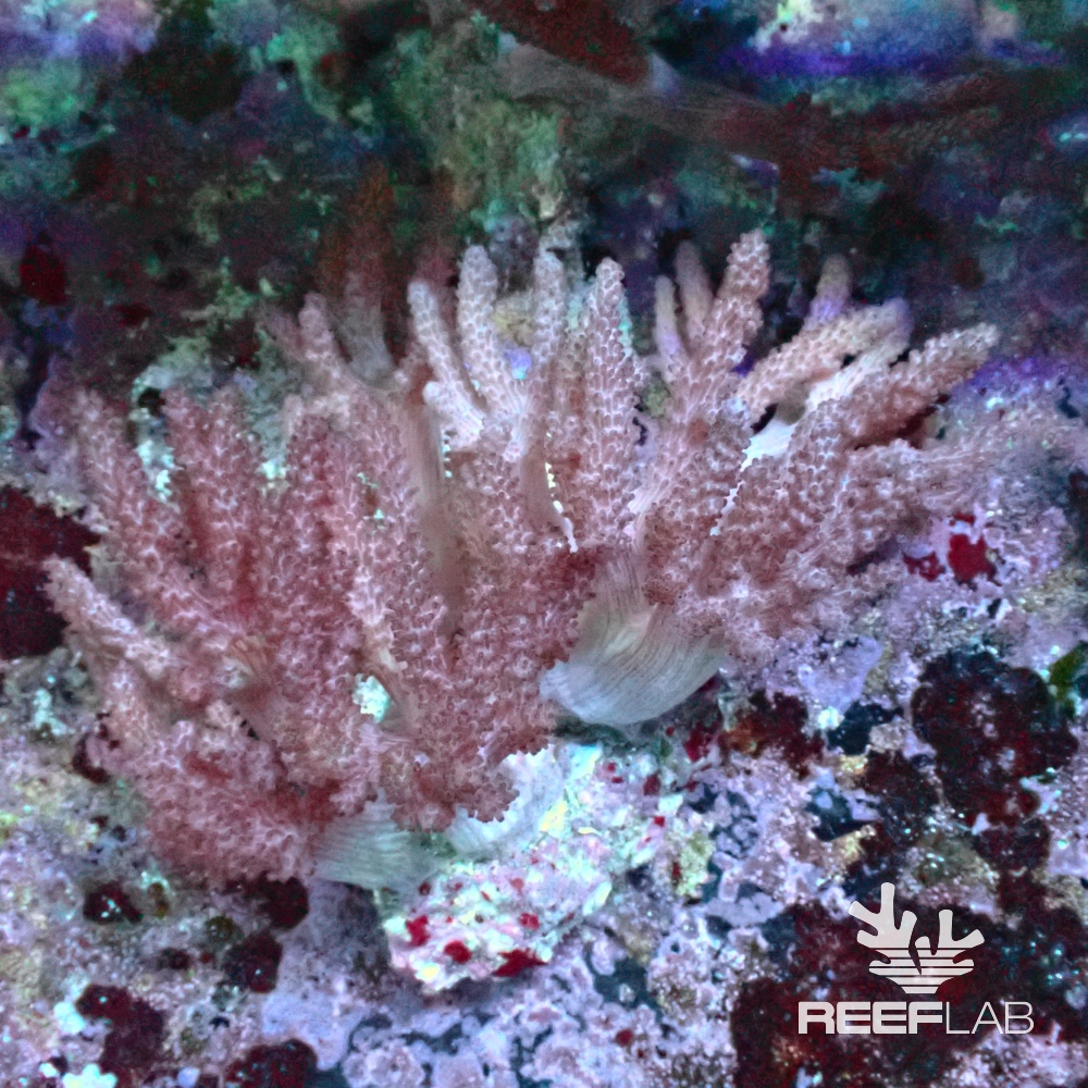 Sinularia flexibilis | ReefLab