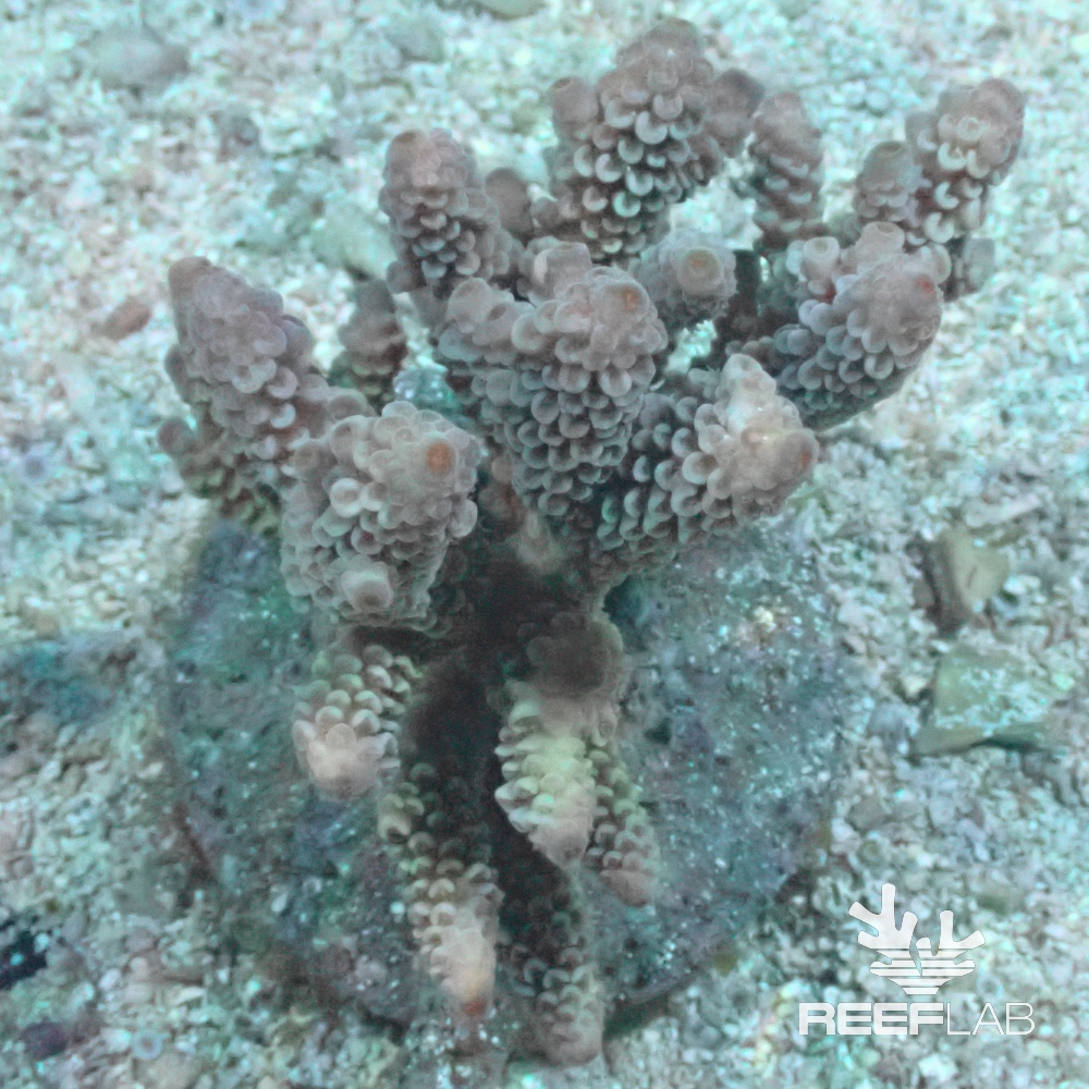 Acropora spp | ReefLab