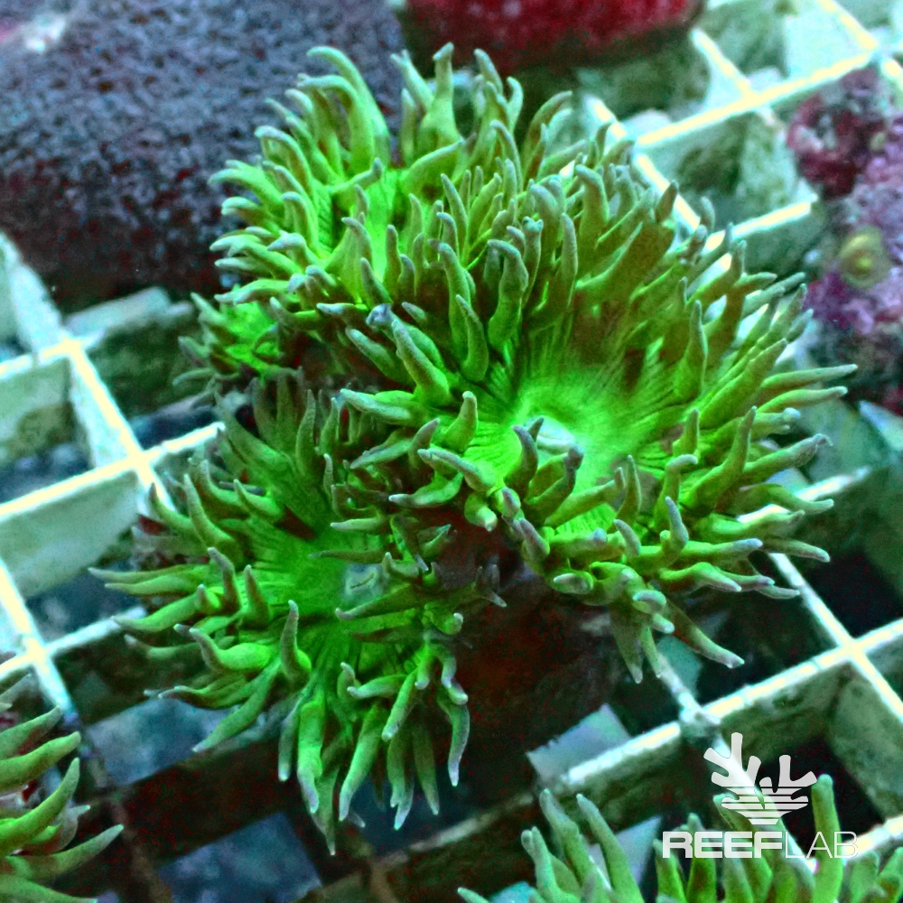 Duncanopsammia axifuga | ReefLab