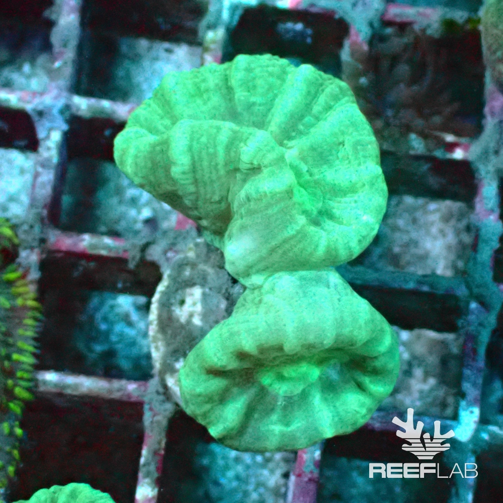 Caulastrea spp | ReefLab