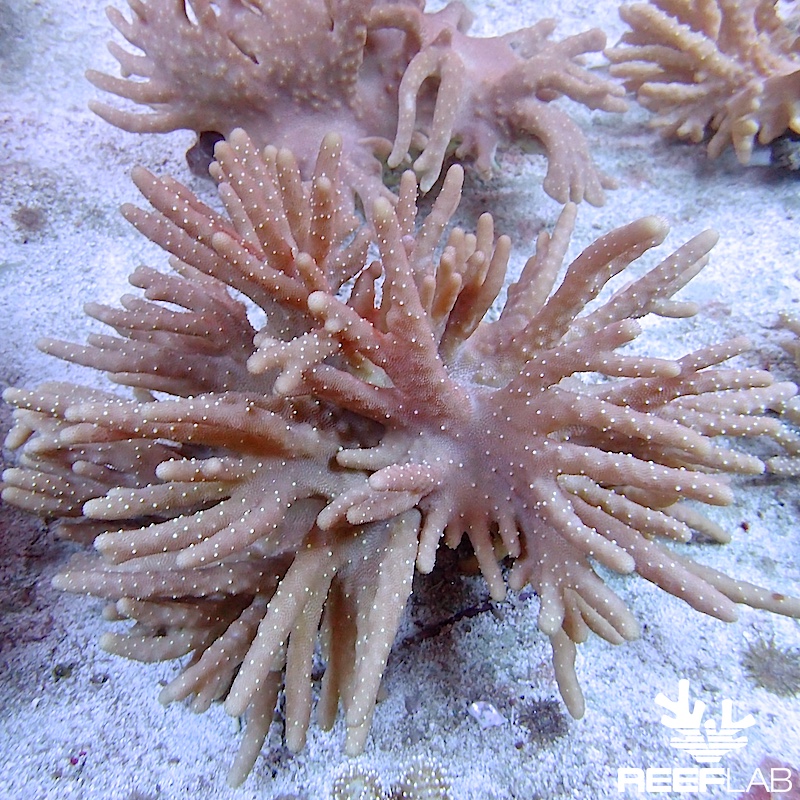 Lobophyton spp XL | ReefLab